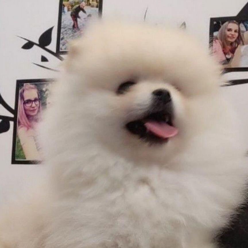 Щенки шпица мини