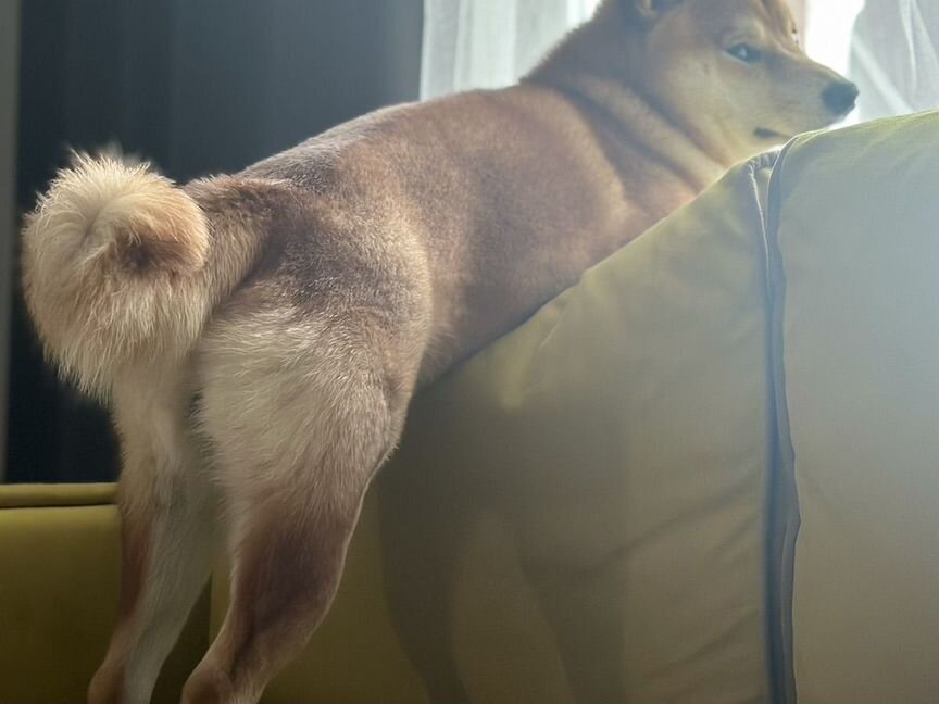 Сиба ину ищет невесту