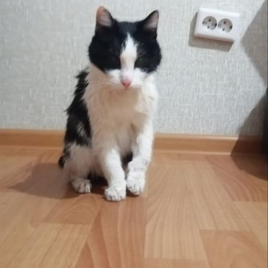 Помогите коту