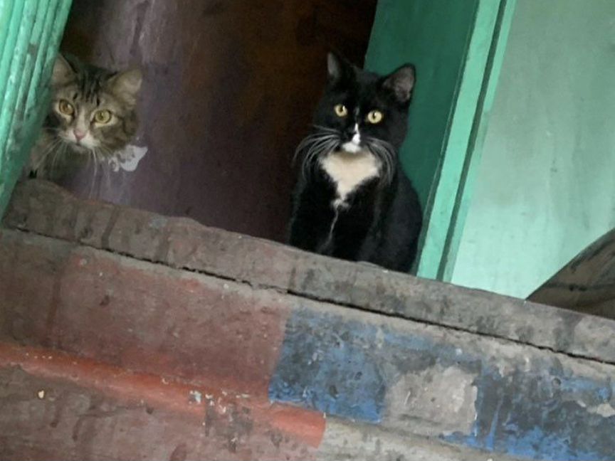 Котейки в коридорах
