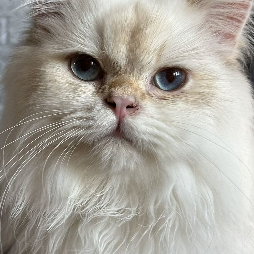 Мальчик ny1133