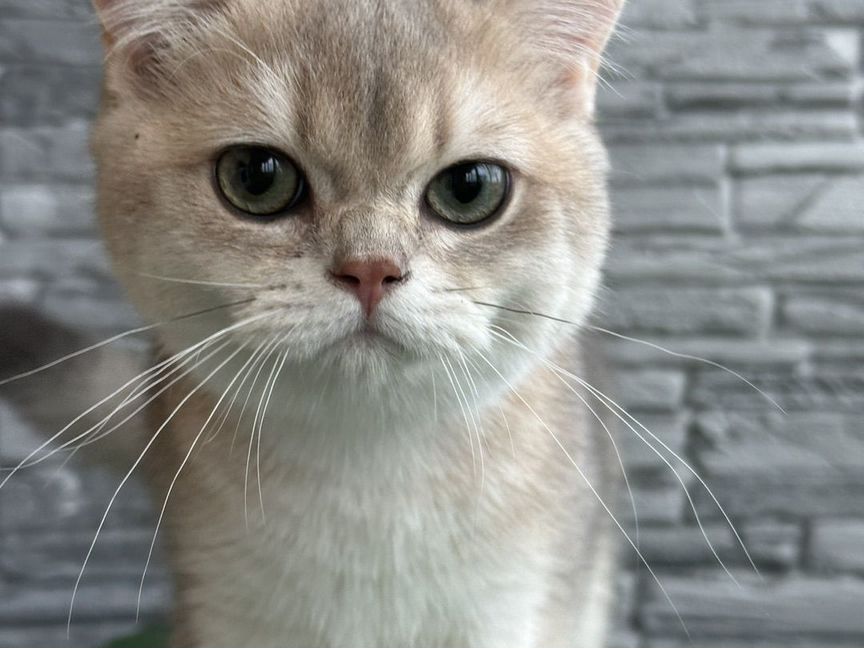 Британец голубое золото