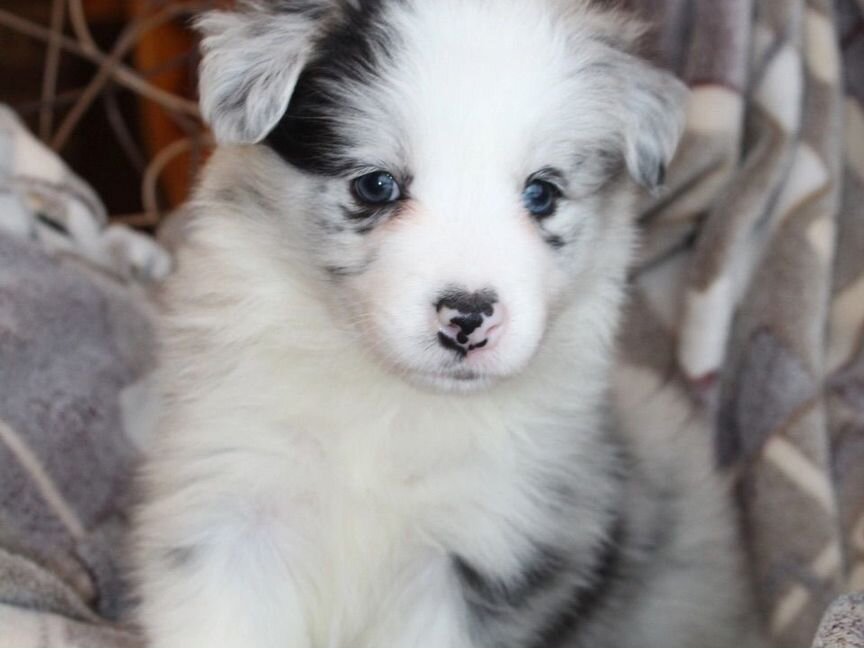 Щенки бордер колли