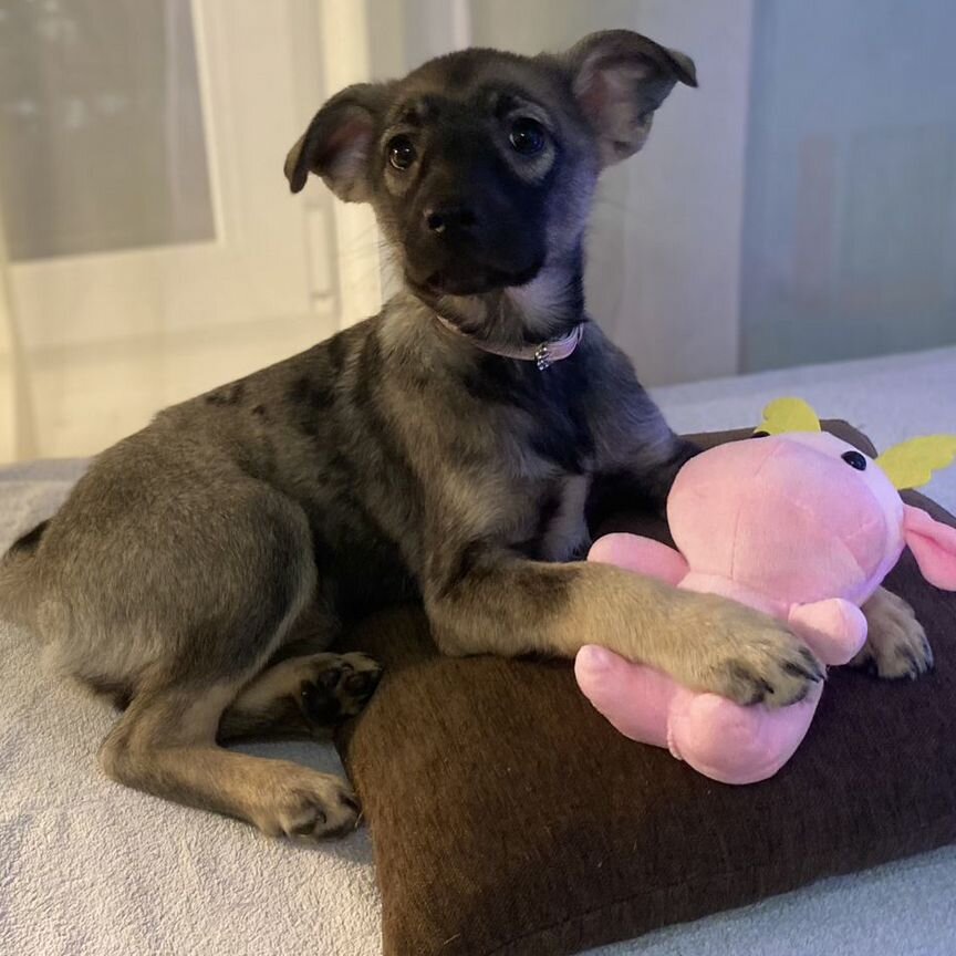 Щенок в добрые руки