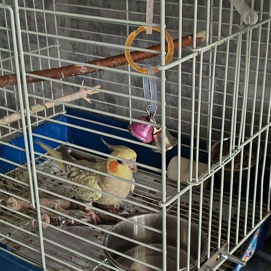 Попугай корелла с клеткой