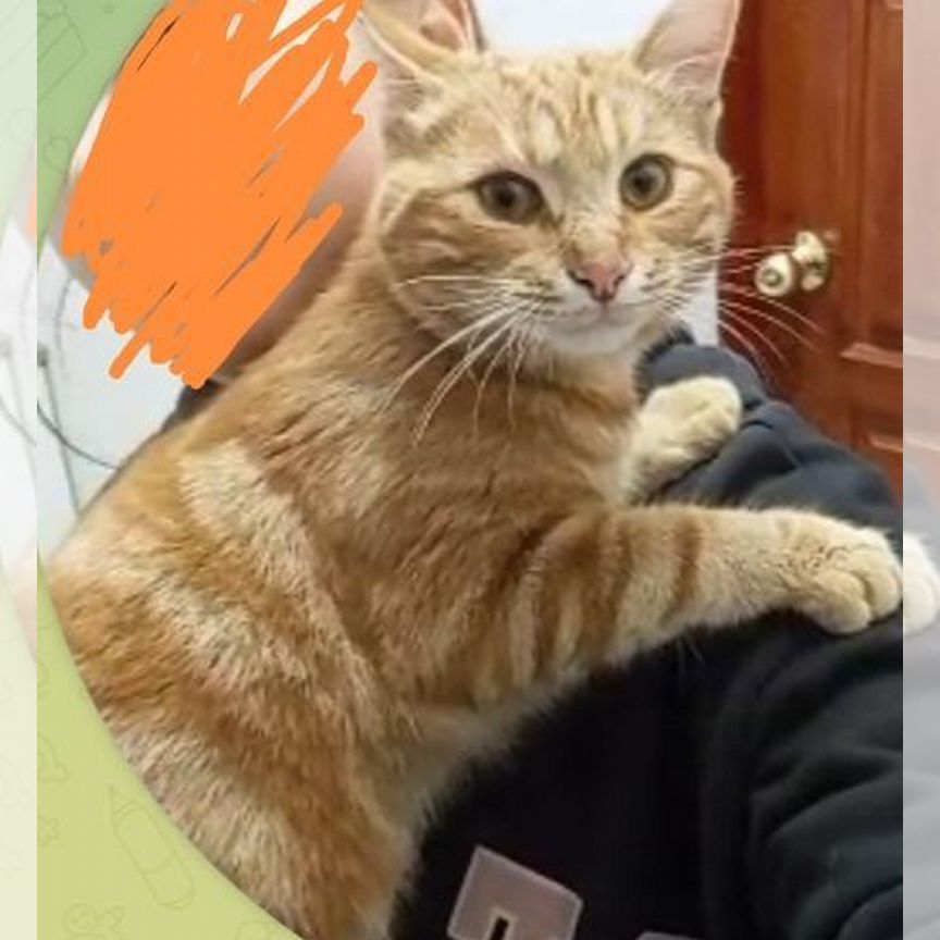 Отдам кота в добрые руки