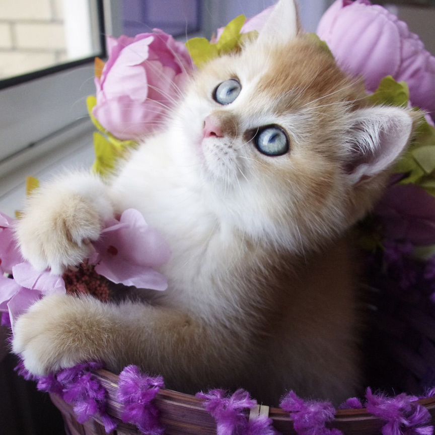 Котёнок британская золотая шиншилла
