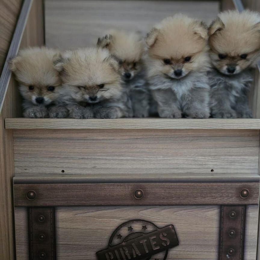 Щенки Померанского шпица