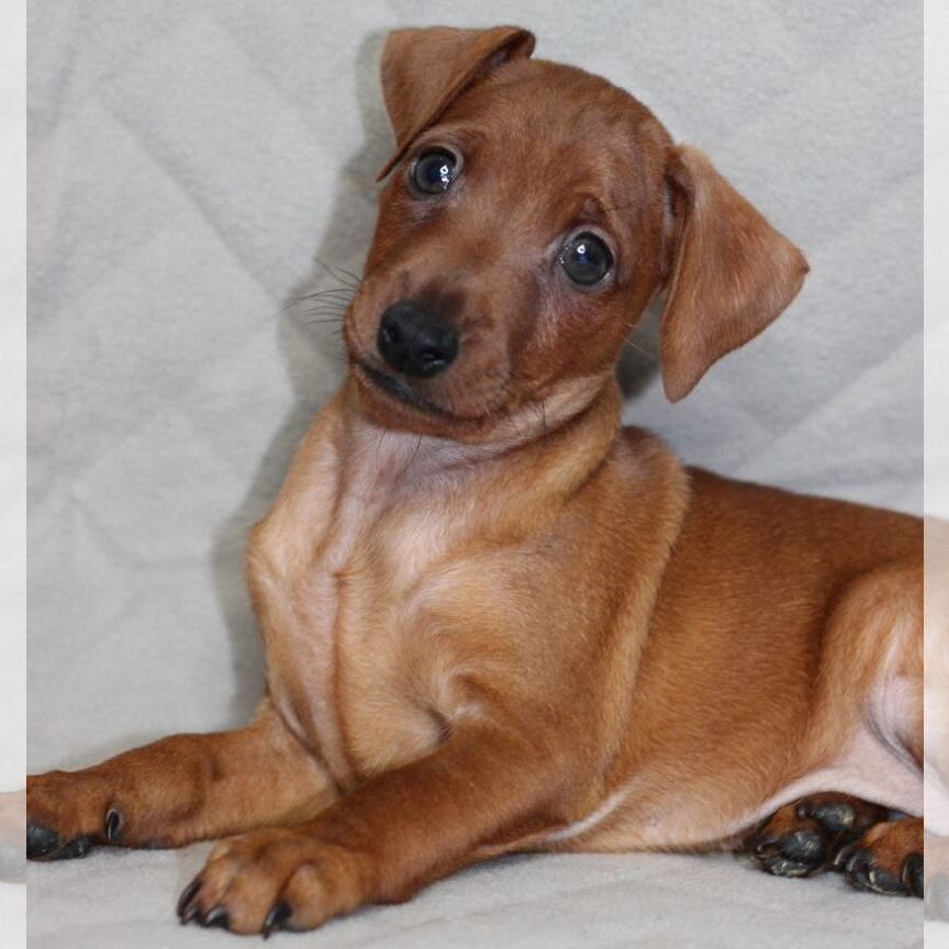 Рыжий мальчишка цвергпинчера