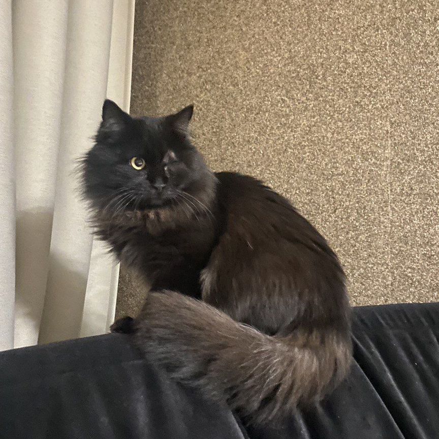 Кот пушистик привитый Пиратик