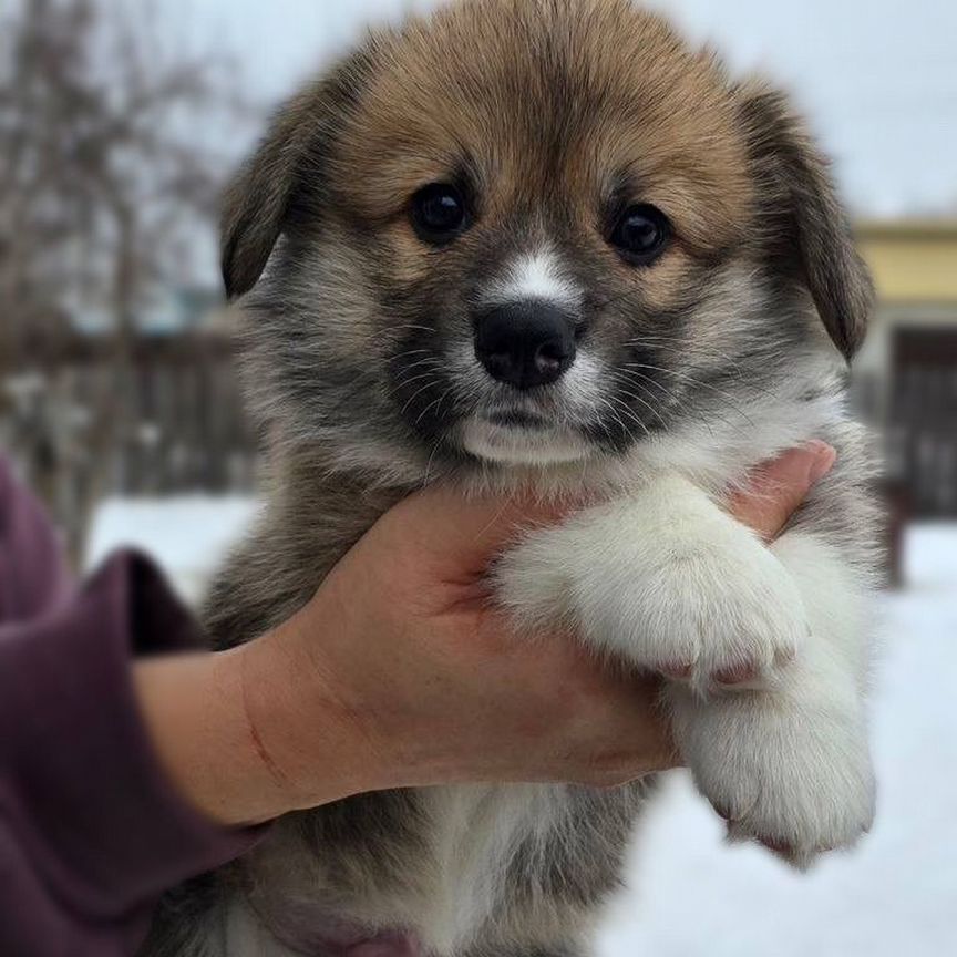 Щенки вельш корги пемброк