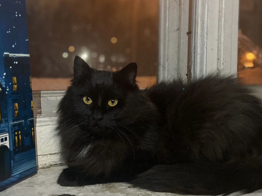 Пушистый кот