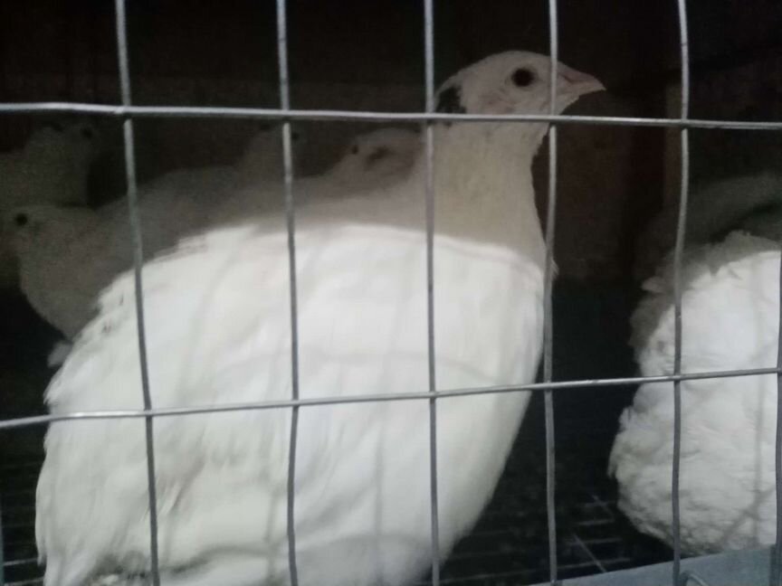 Перепел, самец, взрослый,московский гигант