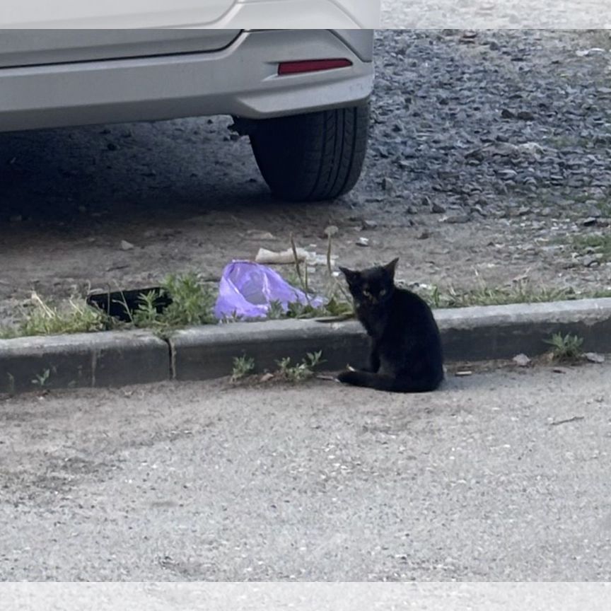 В добрые руки котенок его мама