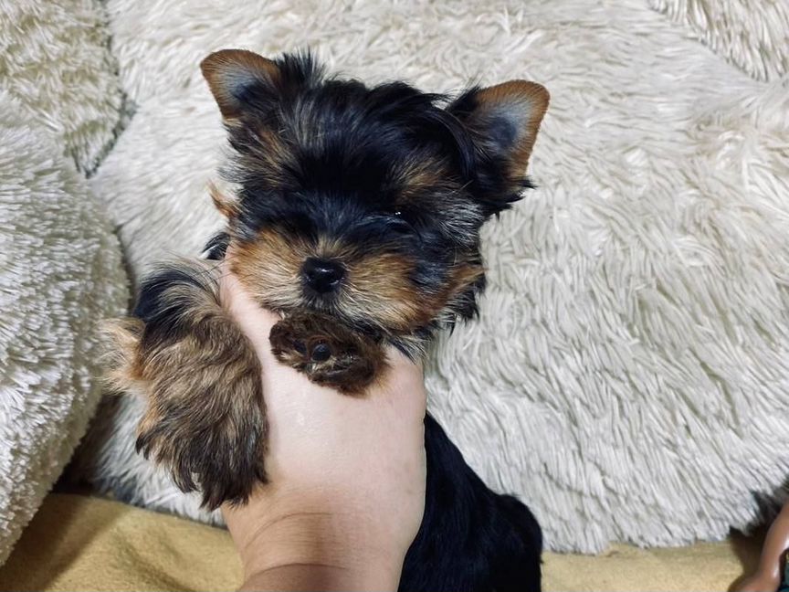 Йоркширский терьер мини мальчик щеночек