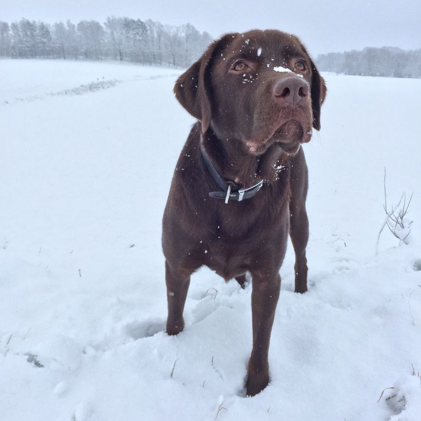 Лабрадор девочка