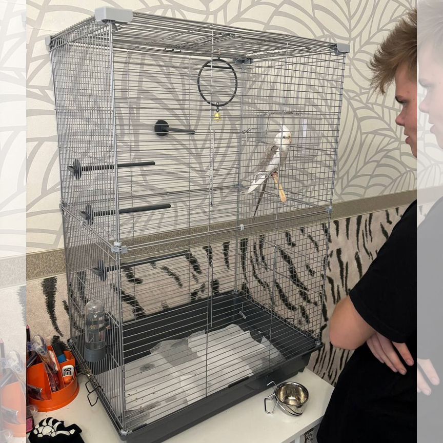 Отдам попугайчика в хорошие руки