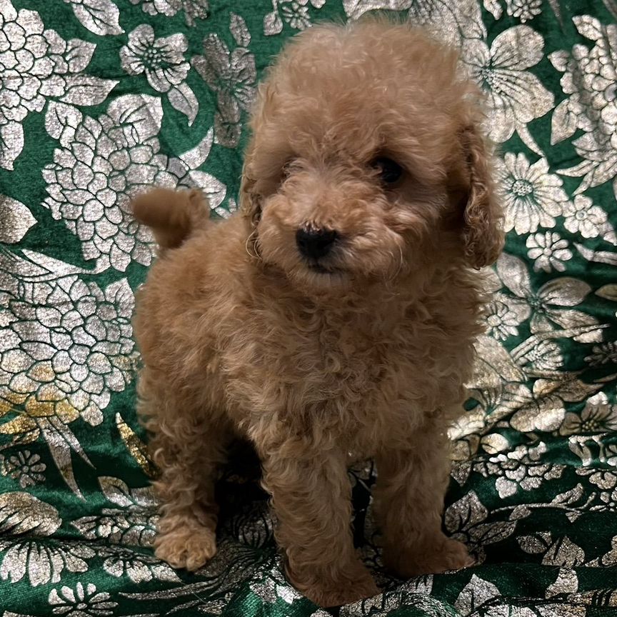 Пудель, щенок