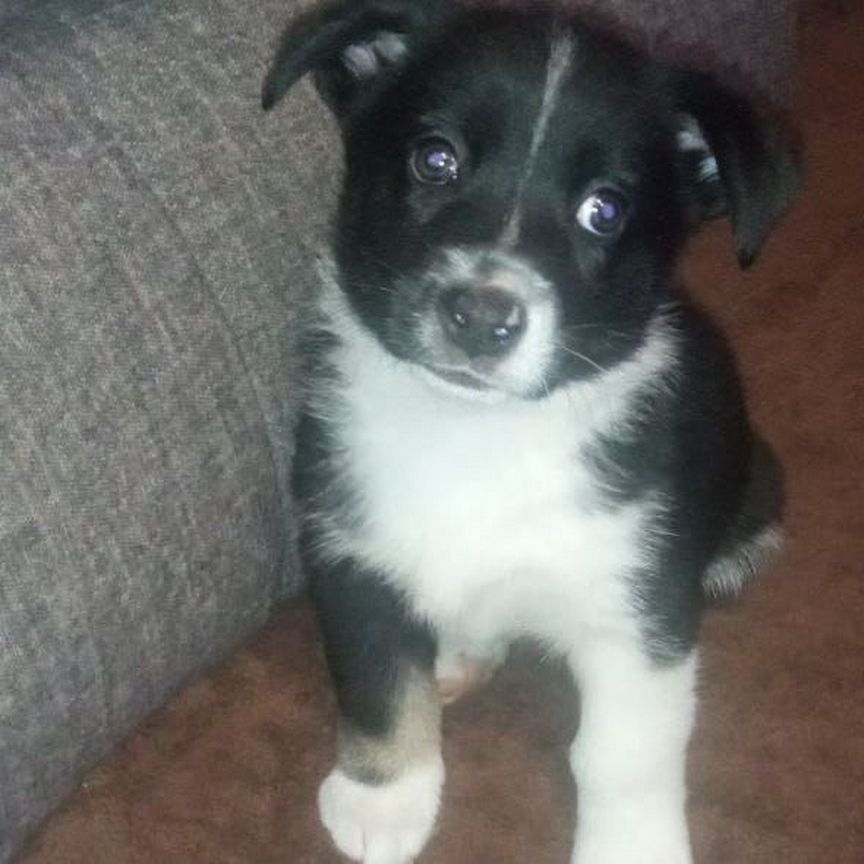 Отдам Комнатную собачку