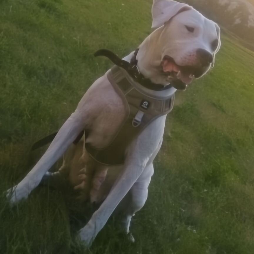 Аргентинский дог, взрослая собака