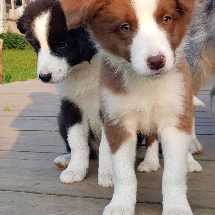 Щенки бордер колли