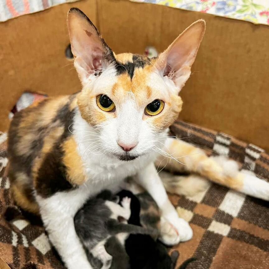Котята сфинкс браш