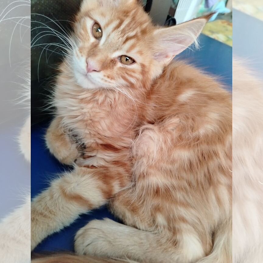 Мейн-кун котёнок