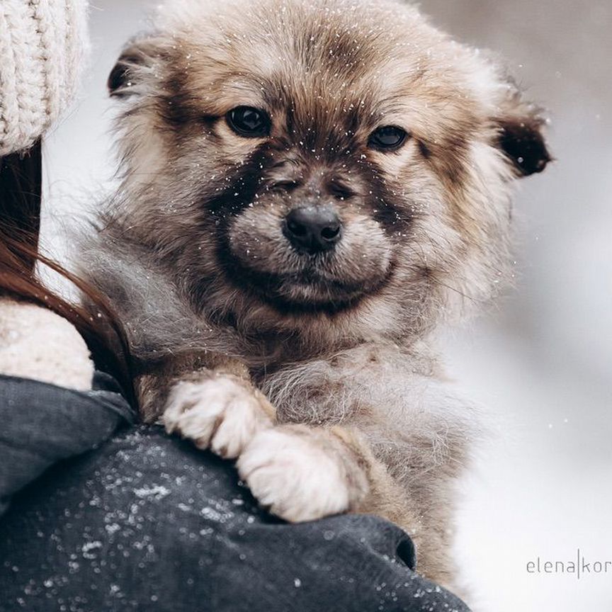 Щенок из приюта