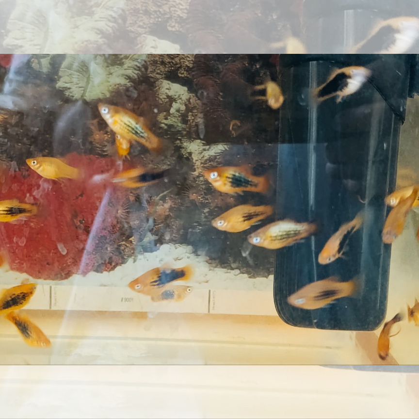 Пецилия гавайская