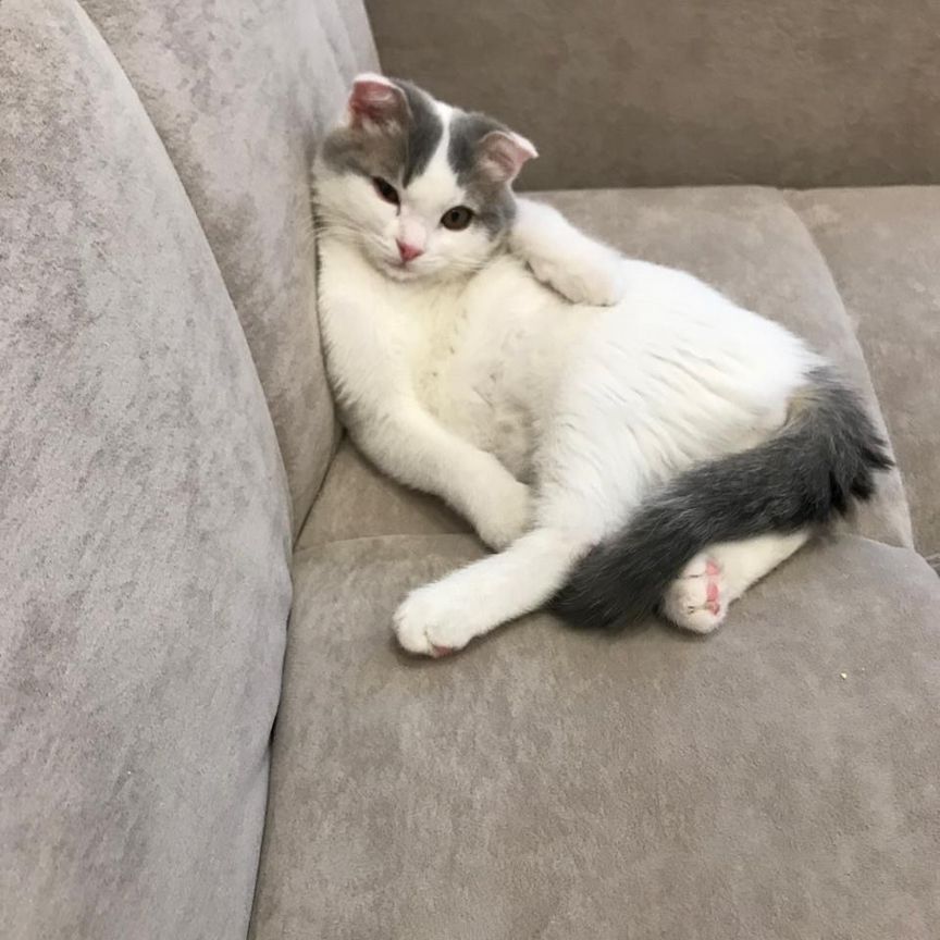 Котенок
