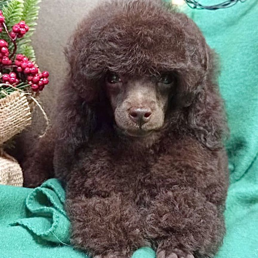 Той-пудель щенок девочка, цвет шоколад