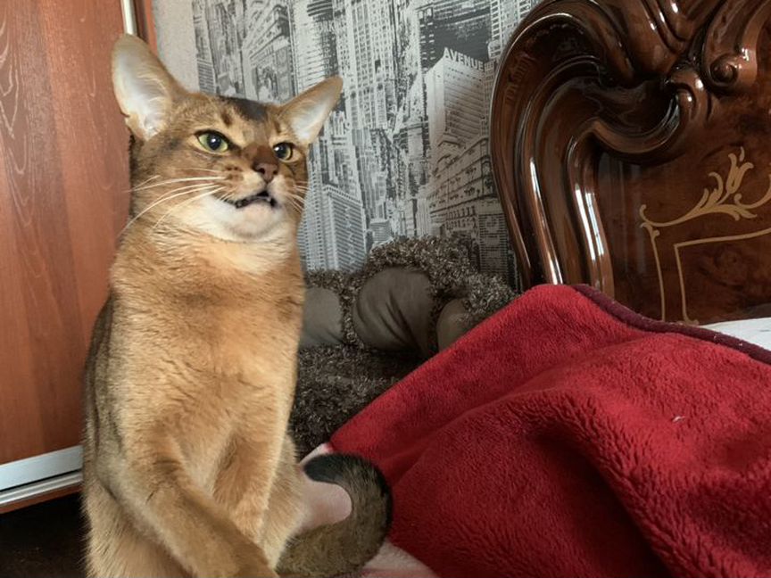 Абиссинская