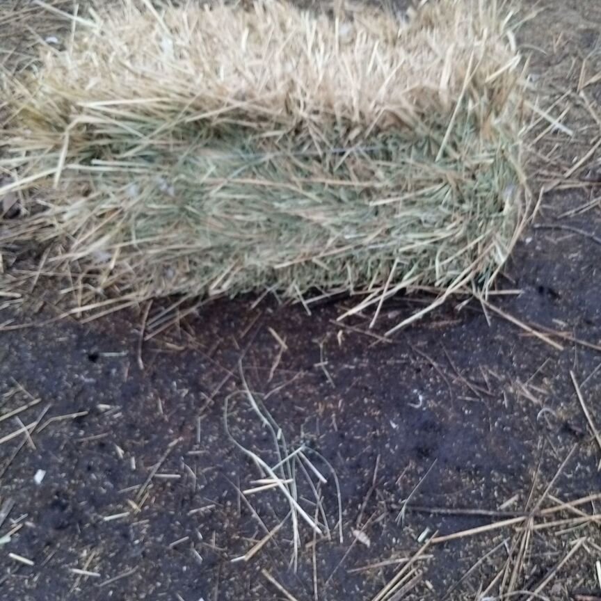 Сено в тюках лугавое