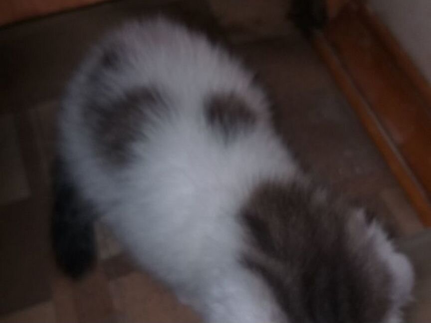 Отдам троих котят