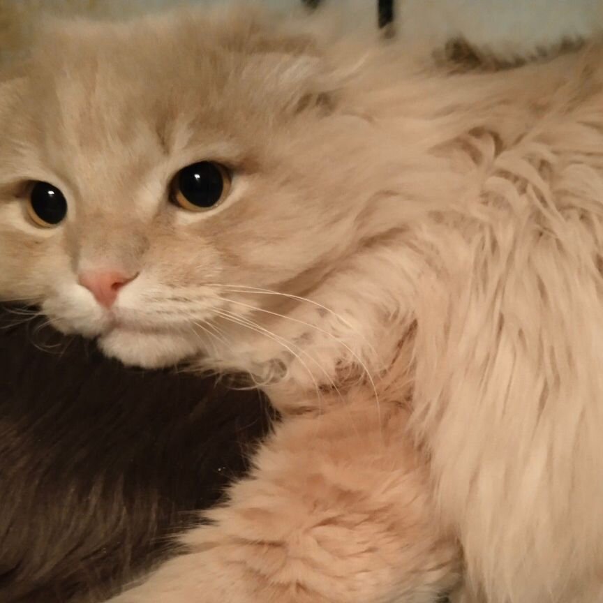 Взрослый кот