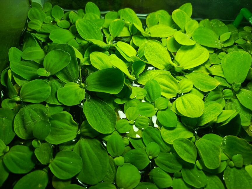 Водоросль пистия(морская капуста)