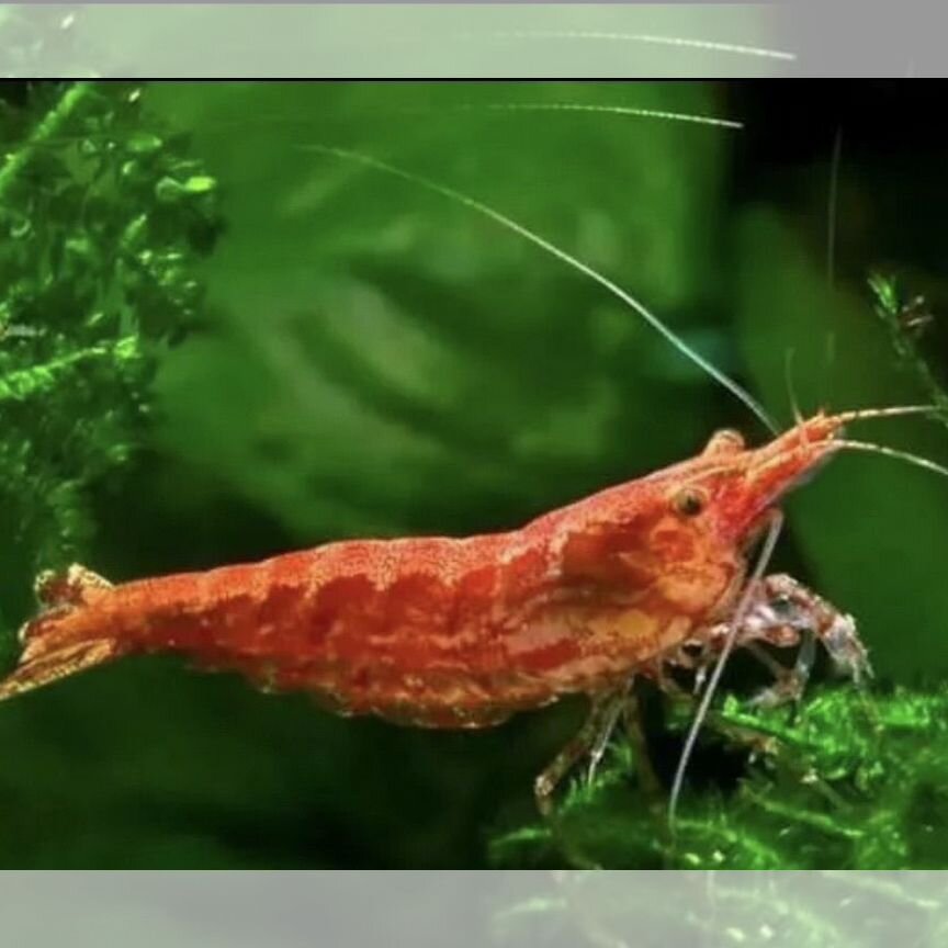 Аквариумные креветки