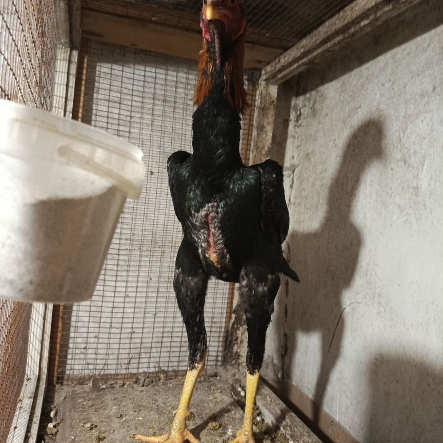 Бойцовая птица