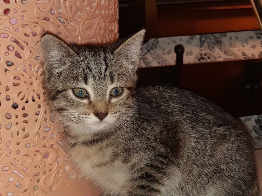 Котенок девочка 4мес. от кошки мышеловки