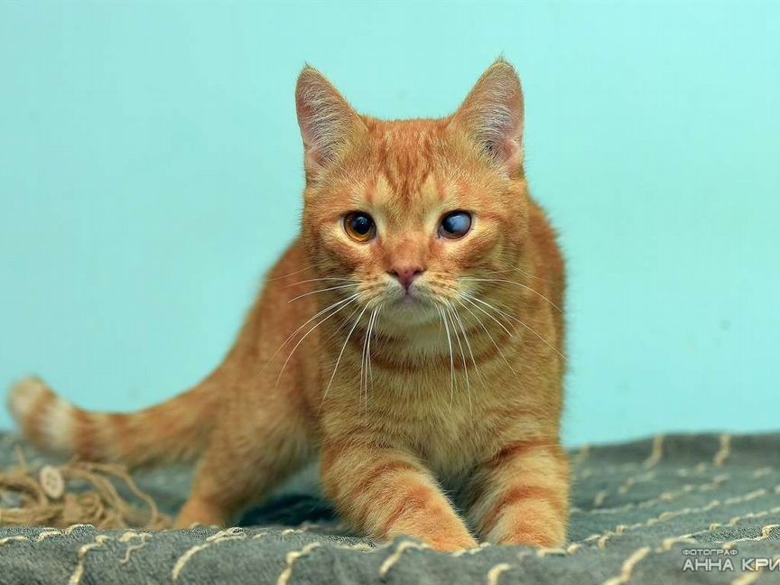 Златан ищет дом