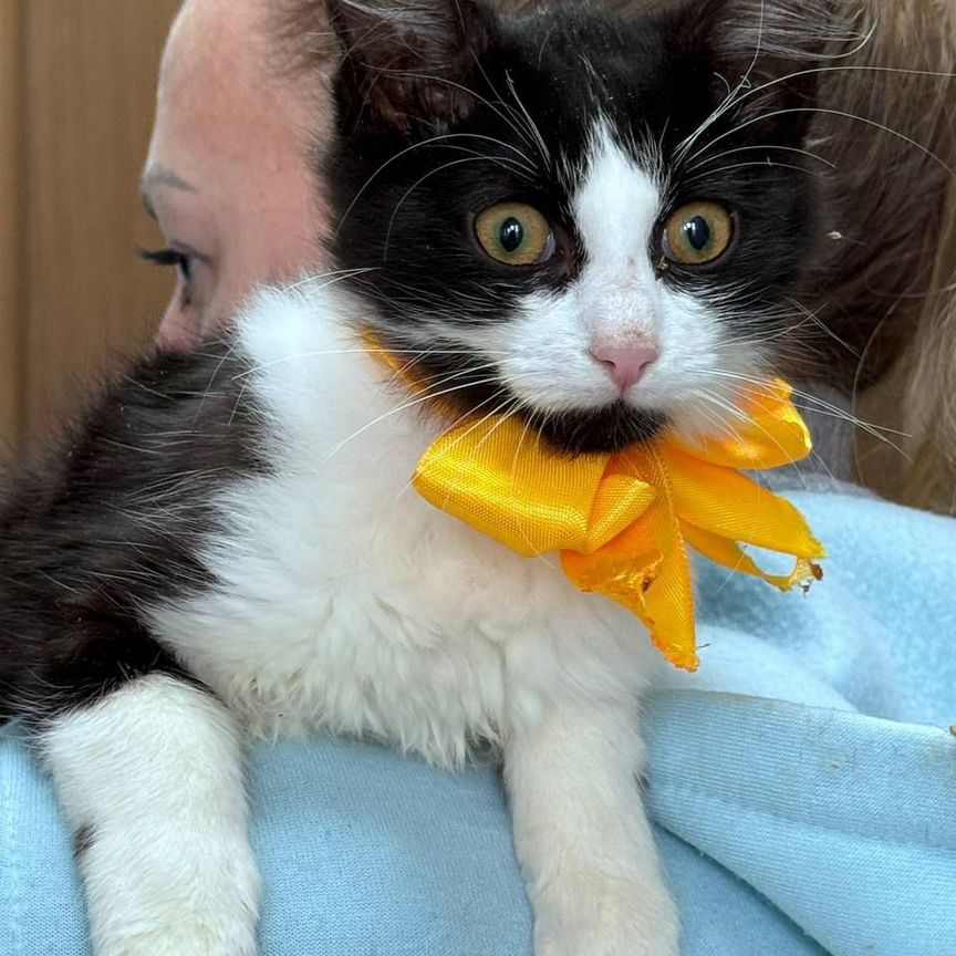 Котенок Моника в добрые руки