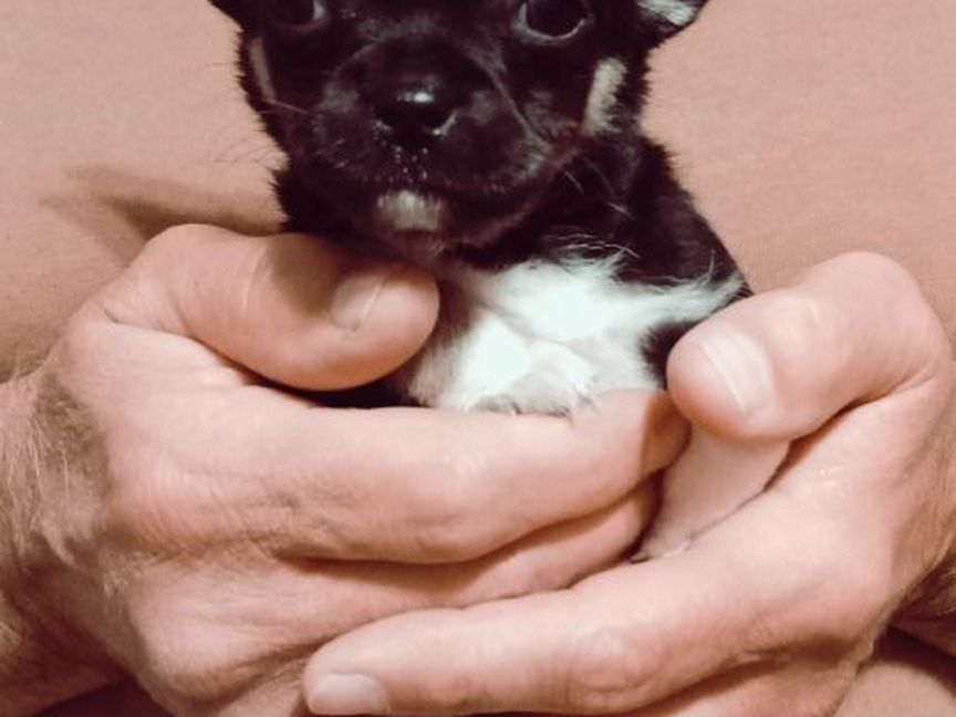 Собаки чихуахуа щенок