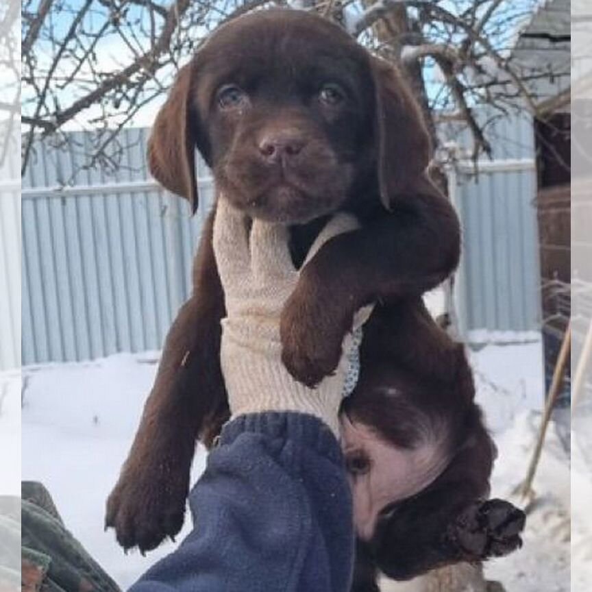 Лабрадор-ретривер, щенок