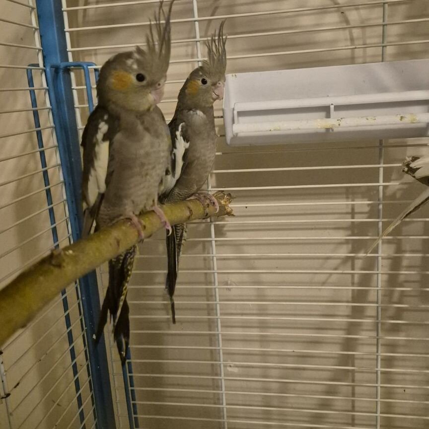 Попугай корелла 2 товарища