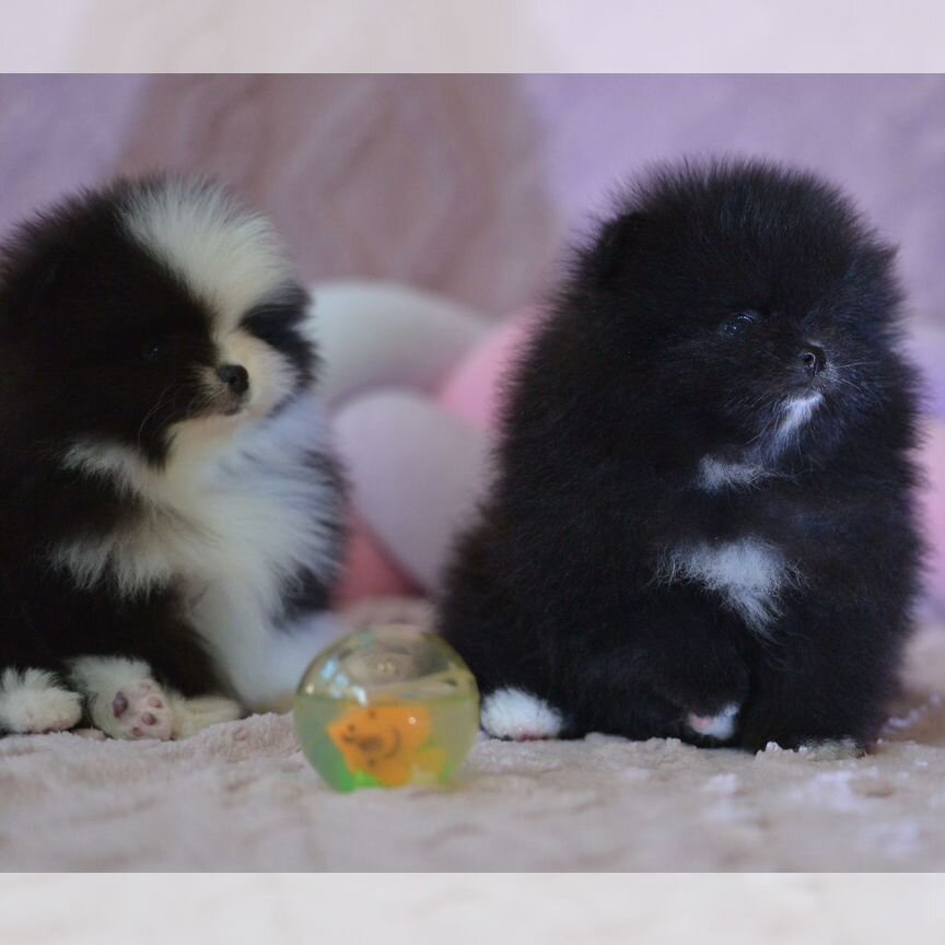 Померанский шпиц, щенок