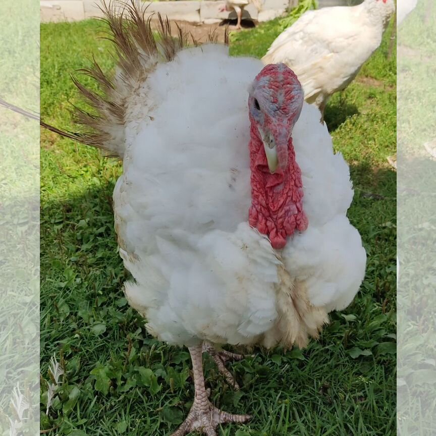 Индюки живым весом