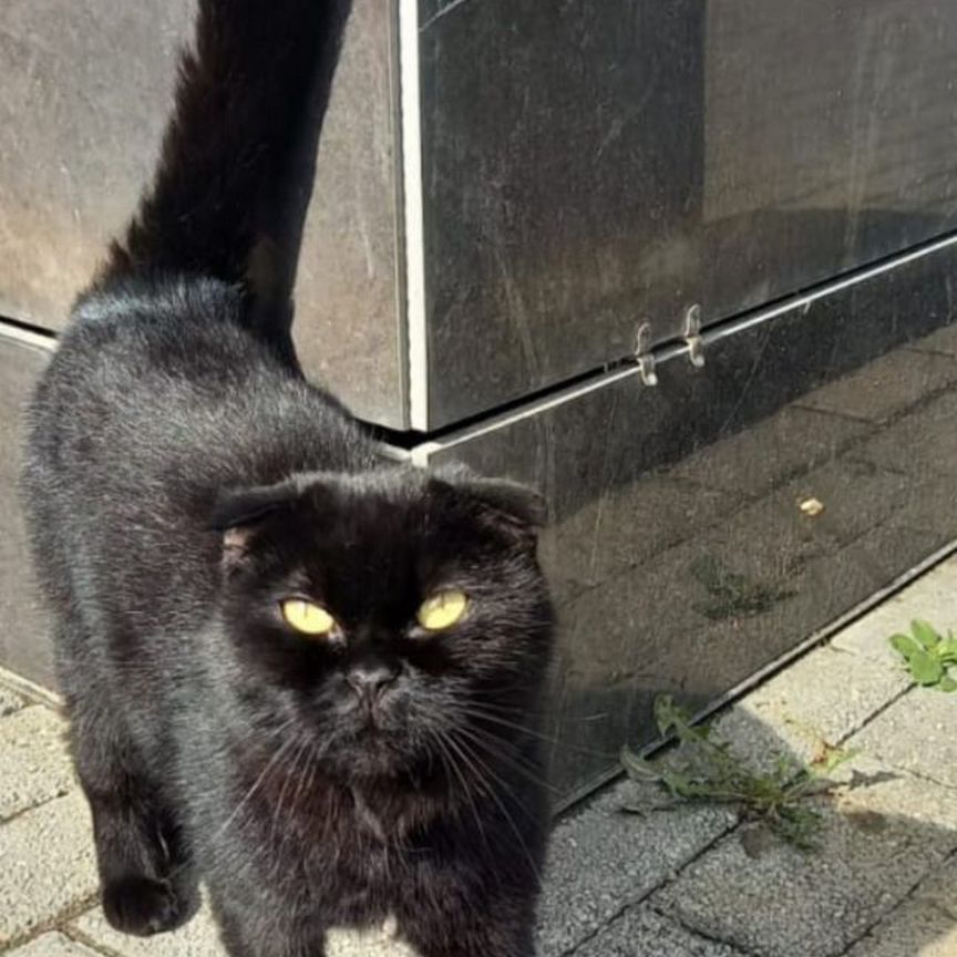 Кошка в добрые руки