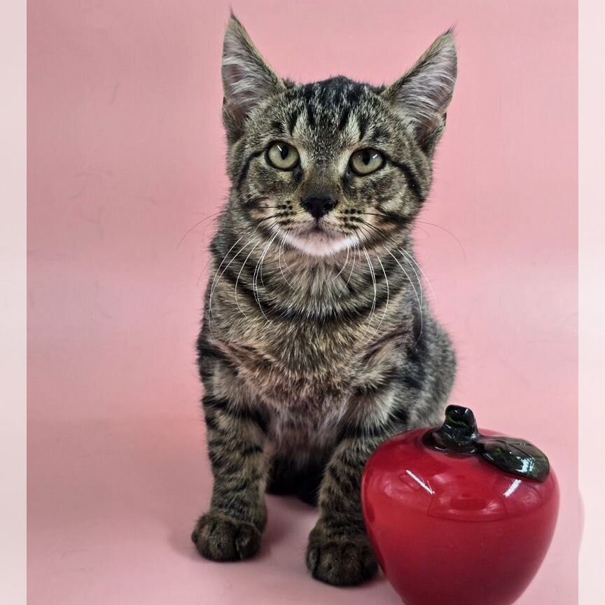Котенок бесплатно