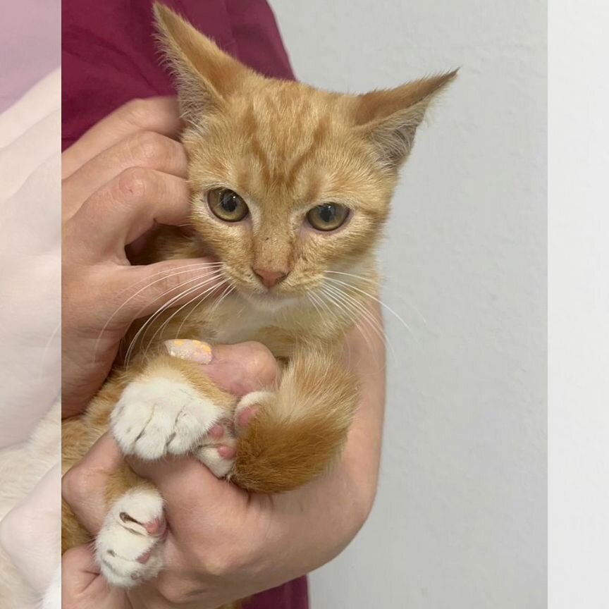 Котёнок Лучик