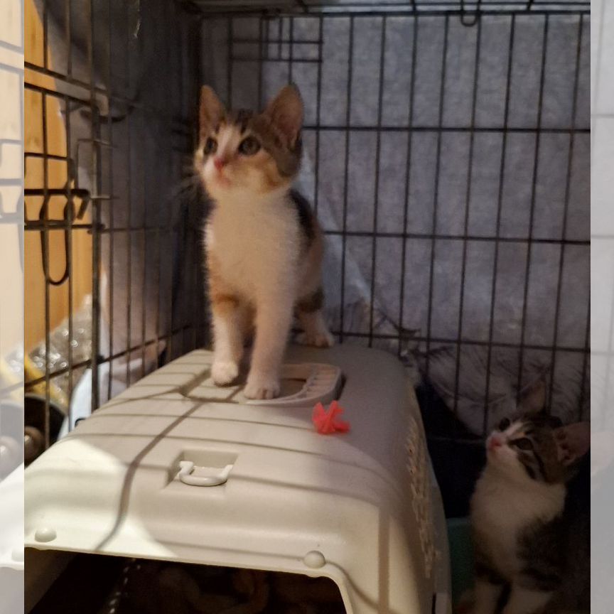 Пристраиваются котята